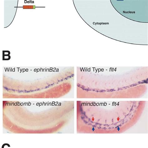 A C Notch Signaling And Arterial Differentiation A Simplified
