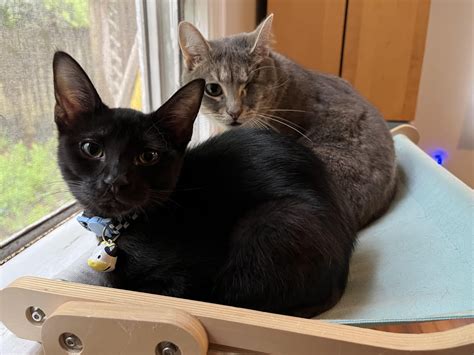 A Smol Void R Voidcats