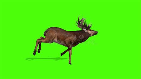3d Stag Fast Running Or Jumping On The Chroma Key Side View 4k Deer