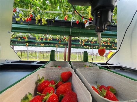 Strawberry Harvesting Robot Ripe For The Future Roboticstomorrow