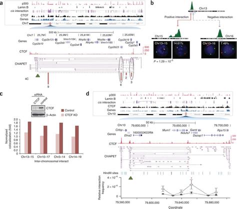 Validation Of Ctcf Mediated Chromatin Interactions A A Region On