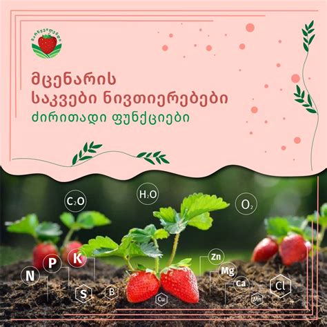 მარწყვილენდი 🌱მცენარისათვის საჭირო საკვები ელემენტების