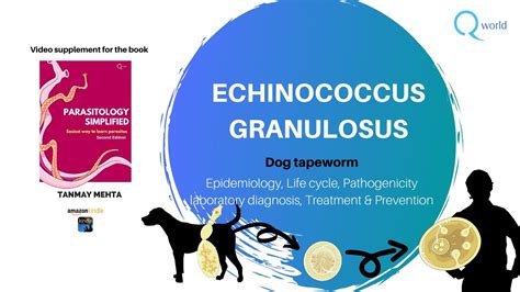 Echinococcus Granulosus Dog Tapeworm Parasitology Simplified