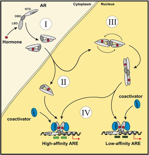 Schematic Representation Of The Spatiotemporal Organization Of Domain Download Scientific