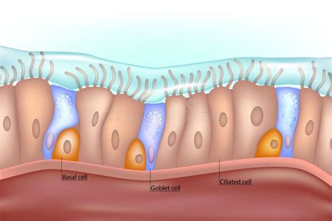 Ciliated Epithelial Cell Ciliated Epithelial Cells Light Micro