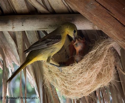 The Beautiful Nests Of The Hooded Oriole 10 000 Birds