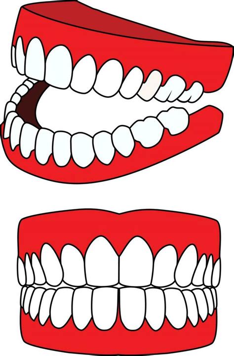 Denture In Different Angles Vector Illustration Artificial Set Of Teeth