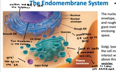 biology week 1 6 flashcards quizlet