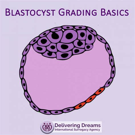 Blastocyst Grading Basics Explained
