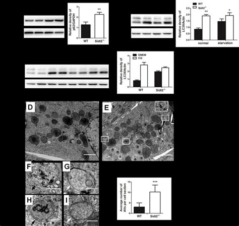 sidt2 knockout blocks autophagy in vitro a immunoblot analysis of