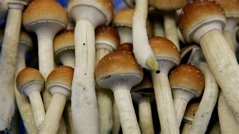 Psilocybin British Study Finds Magic Mushroom Drug Can Be Safely