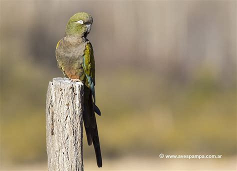 Loro Barranquero Cyanoliseus Patagonus Aves Argentinas