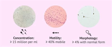Microscopic Analysis Of The Semen