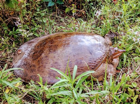 Pure Florida Such A Softie Apalone Ferox