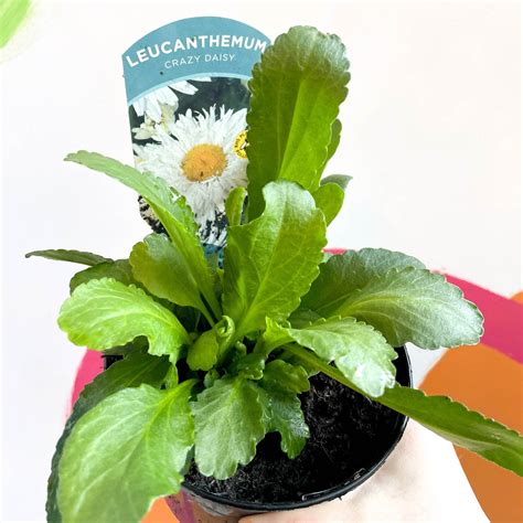 Shasta Daisy Leucanthemum X Superbum Crazy Daisy British Grown H