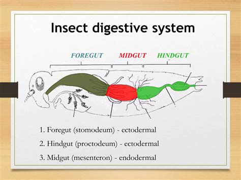 Insect Digestive System Ppt