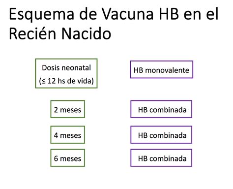 Hbesquemarnpng Cepem Información Sobre Vacunas