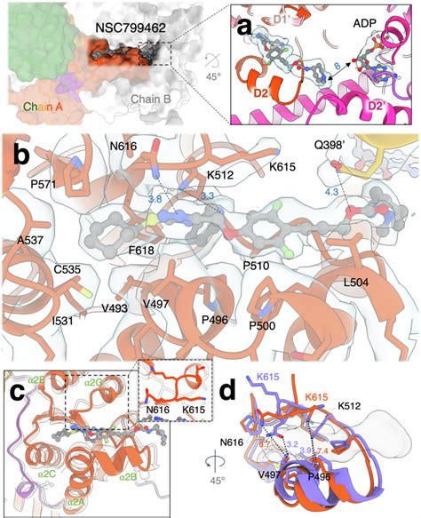 Cryo Em Structure Of P97 With Nsc799462 Triazole Inhibitor Surface