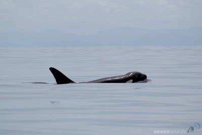 Male Orca In Raja Amput Indonesia This Male Has Tumbex