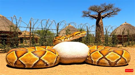 Rescue Animal Brave Warriors Rescue White Calf From Giant Python Youtube