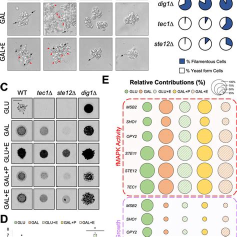 Environment Dependent Roles For Pathway Components In Filamentous