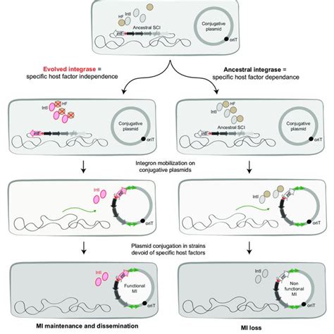 Evolution Of Integrons Toward A Limited Host Factor Dependence The Download Scientific Diagram