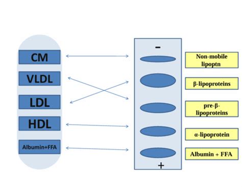 Plasma Lipoproteins Flashcards Quizlet