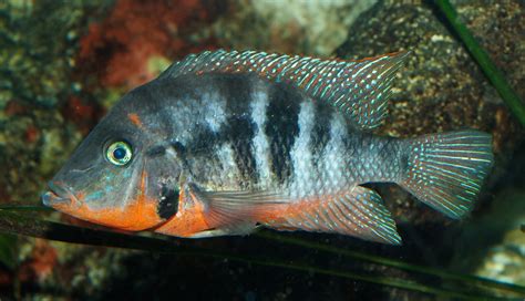 Are Firemouth Cichlids Aggressive Exploring Their Behavior In Depth