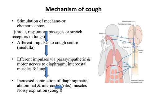 Mucolytics Expectorants Antitussives And Bronchodialatorspptx