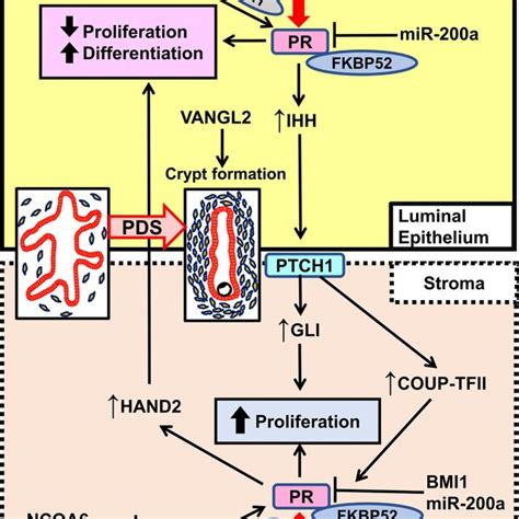 Molecular Pathways Involved In Uterine Proliferation‐differentiation