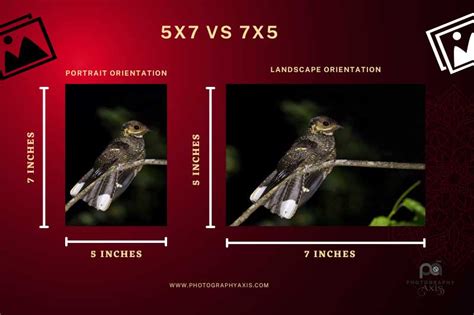 how big is a 5×7 photo mm cm inch ft pixels photographyaxis