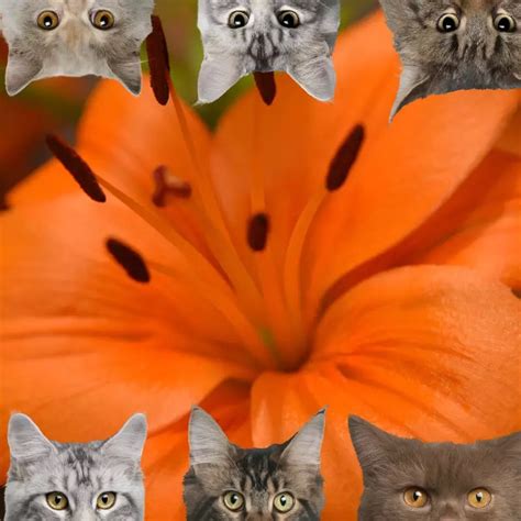 Are Tiger Lilies Toxic To Cats