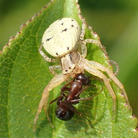 Xysticus Bugguide Net