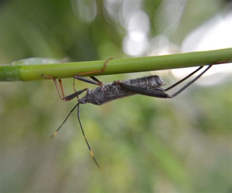 premium photo bug upside down hangging