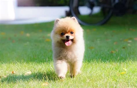 Teacup Pomeranian Info Pictures Care Guide And More Dogster