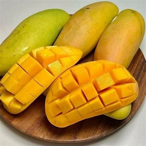 달콤 부드러운 마하차녹망고 태국 망고 5kg 티몬