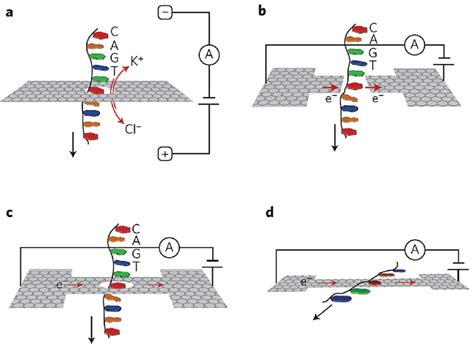 Four New Concepts Using Graphene Nanostructures For Dna Sequencing A