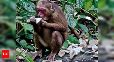 Assam Rare Species Of Monkey Spotted In Jorhat Sanctuary Guwahati