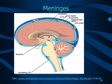 Ppt Data Collection Of Primary Central Nervous System And Intracranial Tumors Powerpoint