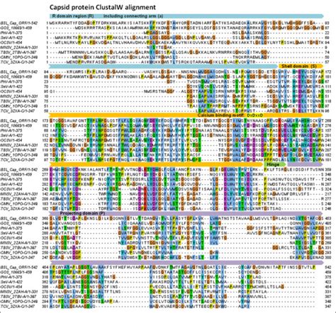 Capsid Protein Cp Amino Acid Multiple Sequence Alignment The Bsl Download Scientific Diagram