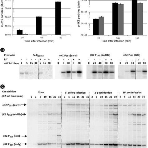 Impact Of Phage Infection On Bacterial Transcriptome Volcano Plot Of Download Scientific