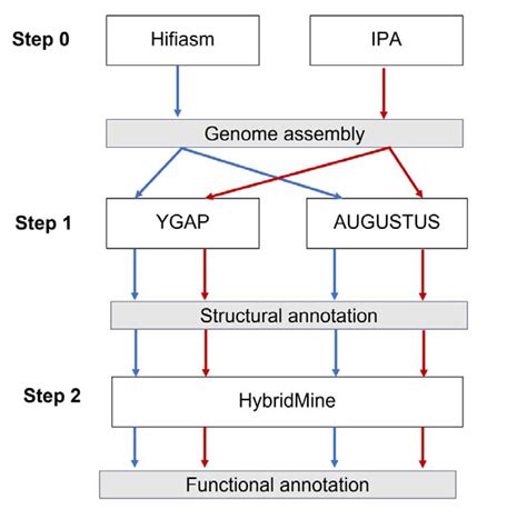 Strategy Followed For Generation Of High Quality Genome Assembly Of K Download Scientific