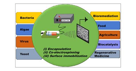 Rational Design And Development Of Electrospun Nanofibrous Biohybrid Composites Acs Applied