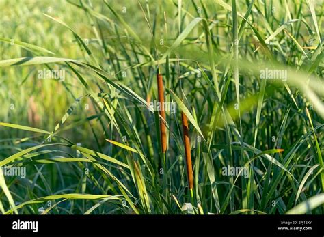 Broad Leaved Cattail Typha Latifolia Is Native Flower In North