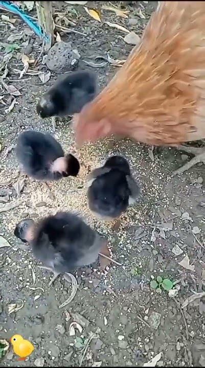 El Pollito Piroco 🐤🐤 Youtube