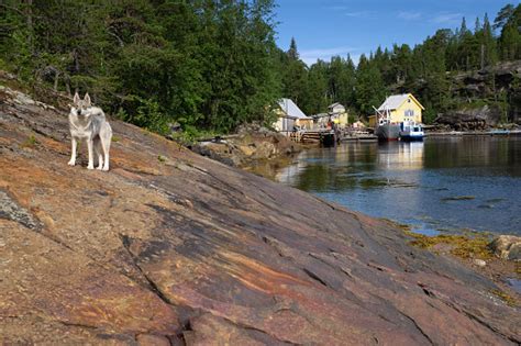 북쪽 러시아 코스트의 화이트 Searocky 베이 와 바위 바다 배 및 낚시 집의 배경 흰색 시베리아 실 팍 한 사람 Laika 바위와 낚시 보트에 대 한 거리에 보이는 0