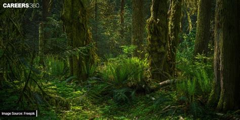 Forest Microclimate Impact Of Microclimate On The Environment