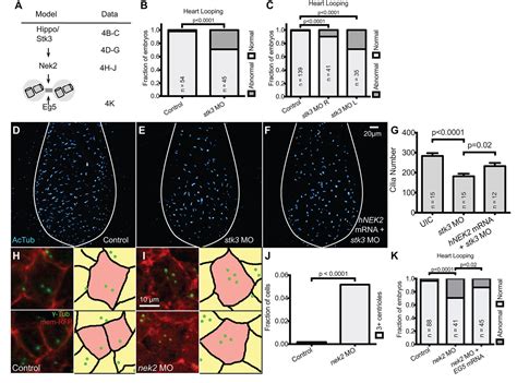 Figure 1 From The Nima Like Kinase Nek2 Is A Key Switch Balancing Cilia