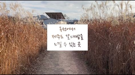 옥천에서 제주도 갈대밭 느낌나는 곳 Youtube