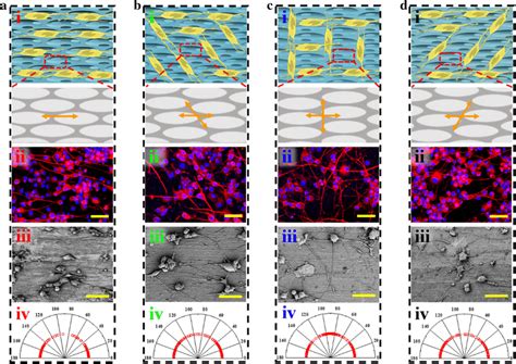 Cell Culture On Inverse Opal Films Stretched At Different Directions A Download Scientific